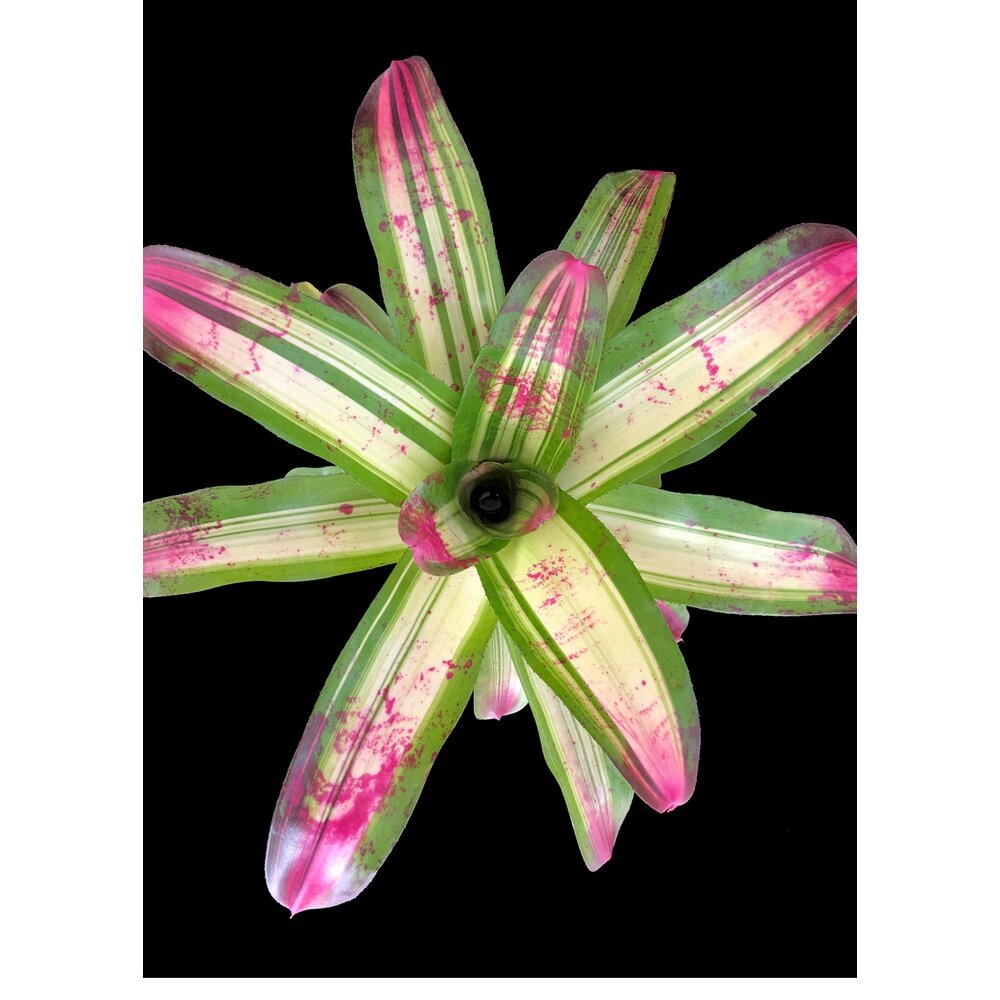 NEOREGELIA JOHANNIS 'DEROLF' | Lazada