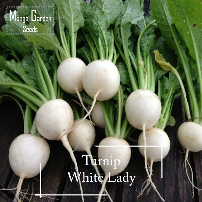 White Lady Turnip Seeds - 50 seed *Pot Friendly* - Mango Garden 50 ...