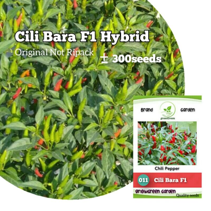 CILI BARA F1 HYBRID-PEDAS300 Biji Benih. | Lazada