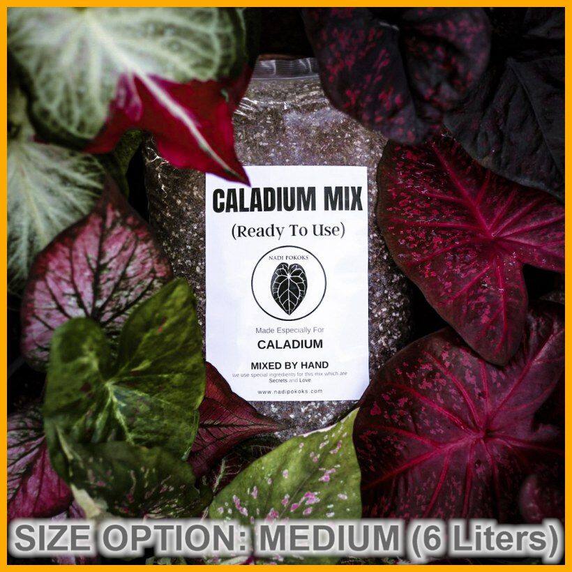 Caladium Mix By (ready To Use) Especially For Caladium / Keladi - NADI ...