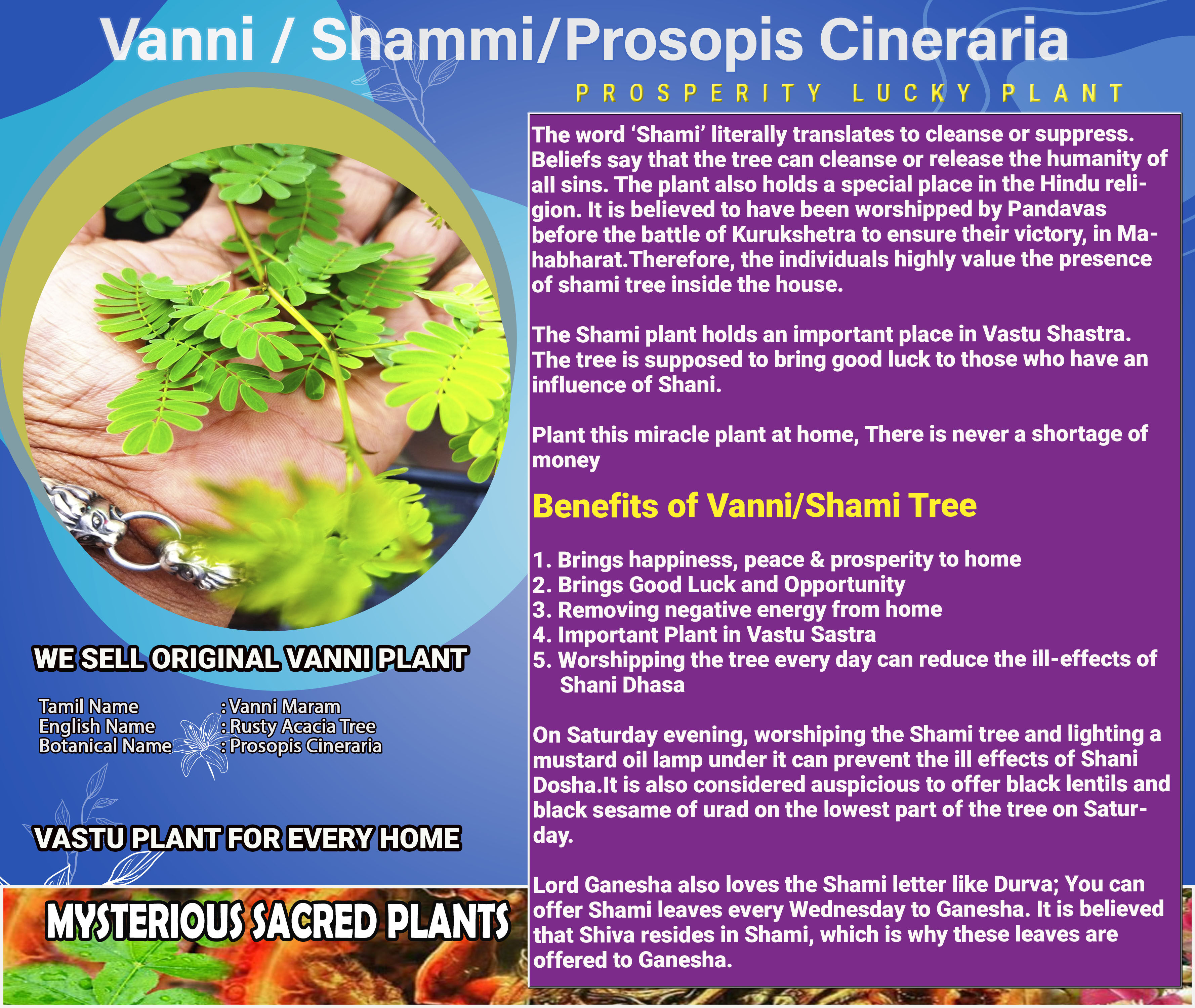 LIFE PLANT - VANNI MARAM -GOOD LUCK VASTU SHASTRA PLANT FOR PROSPERITY ...