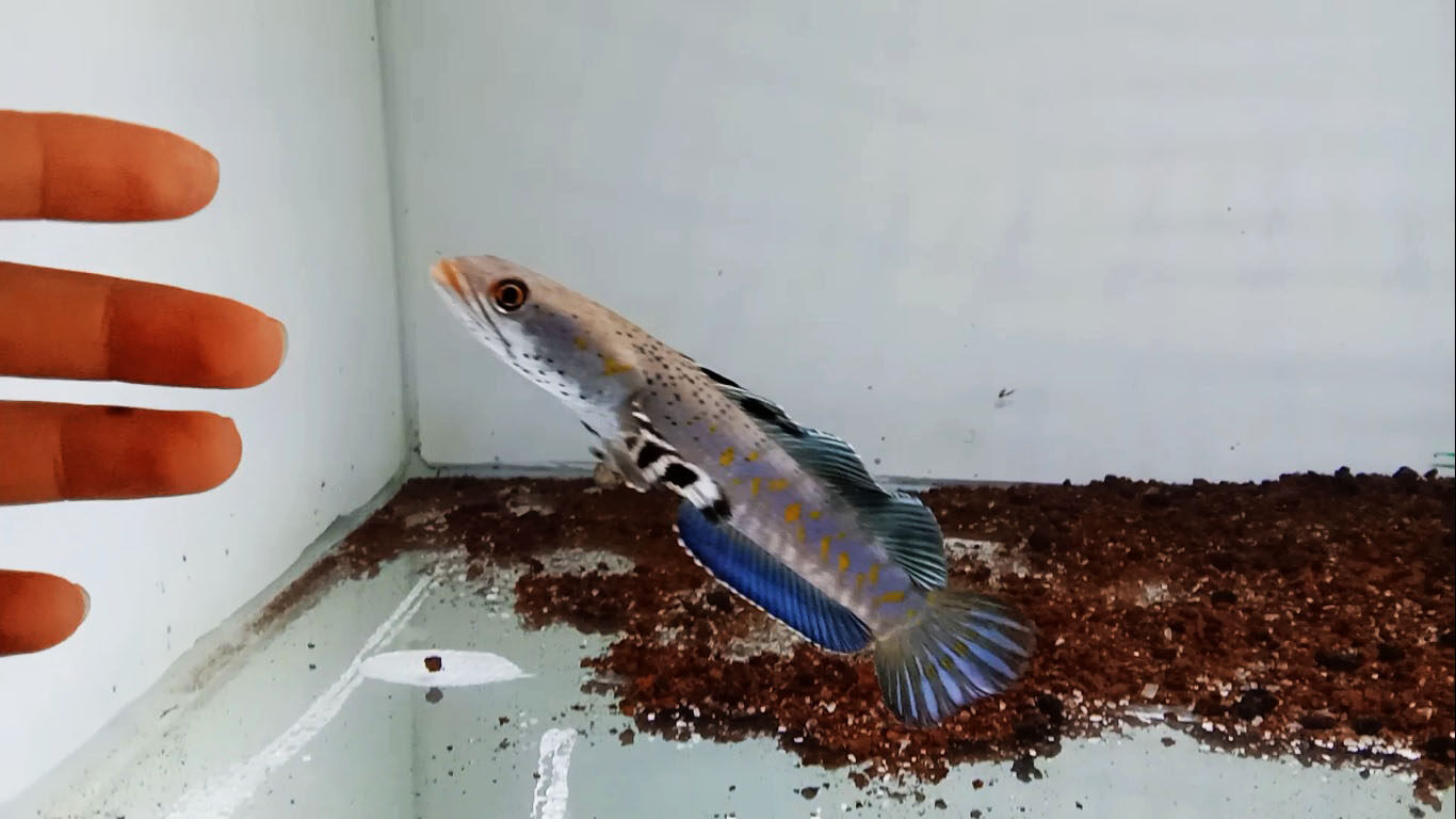 CHANNA BLUE PULCHRA 4 INCH (WILD CAUGHT) | Lazada