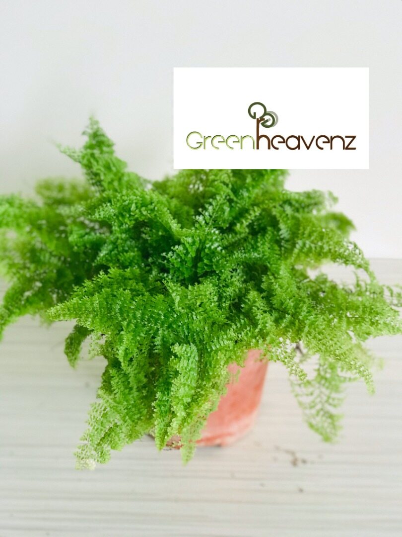 GHZ - Ruffle Fern Nephrolepis Exaltata Live Plant Pokok Indoor Paku ...