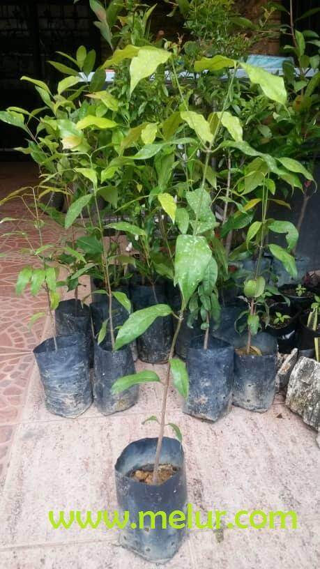 MDC- Anak Pokok Belinjau/melinjau/belinjo/daun nilin | Lazada