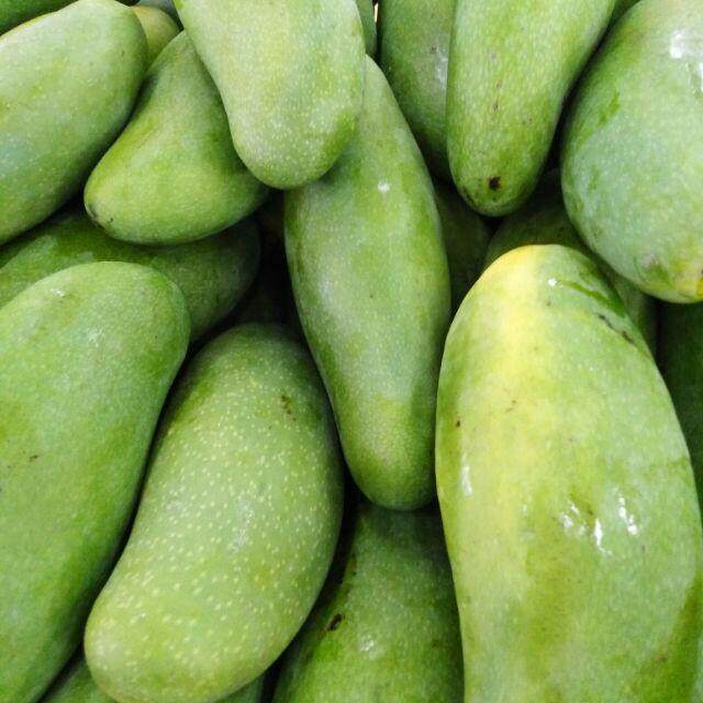 Benih mangga Pokok Mangga mango tree : Siku Raja /Lemak /Kelapa / Epal ...