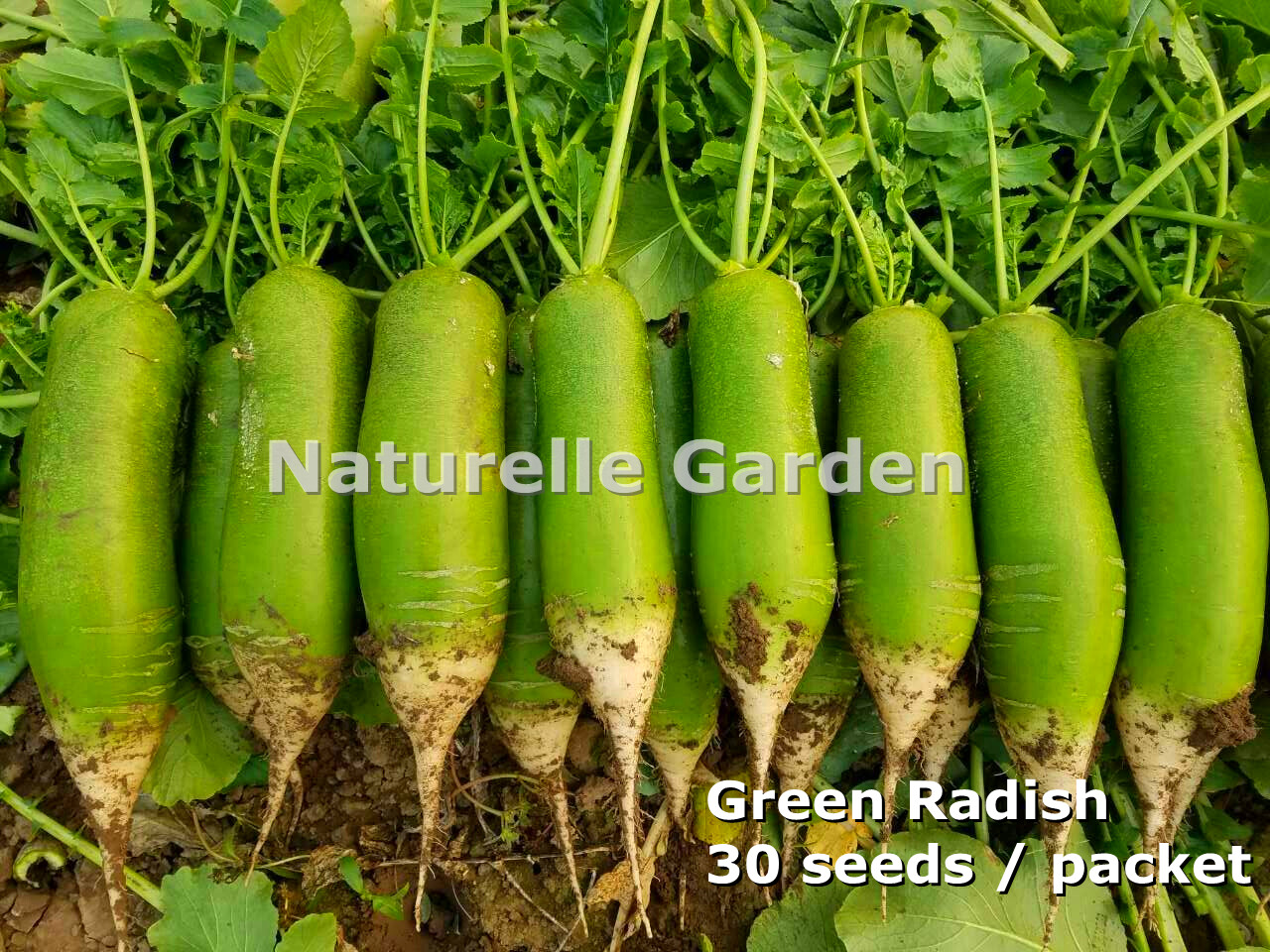 Biji Benih Sayur Lobak Hijau Green Radish Seeds F1 Vegetable Seed 30 ...