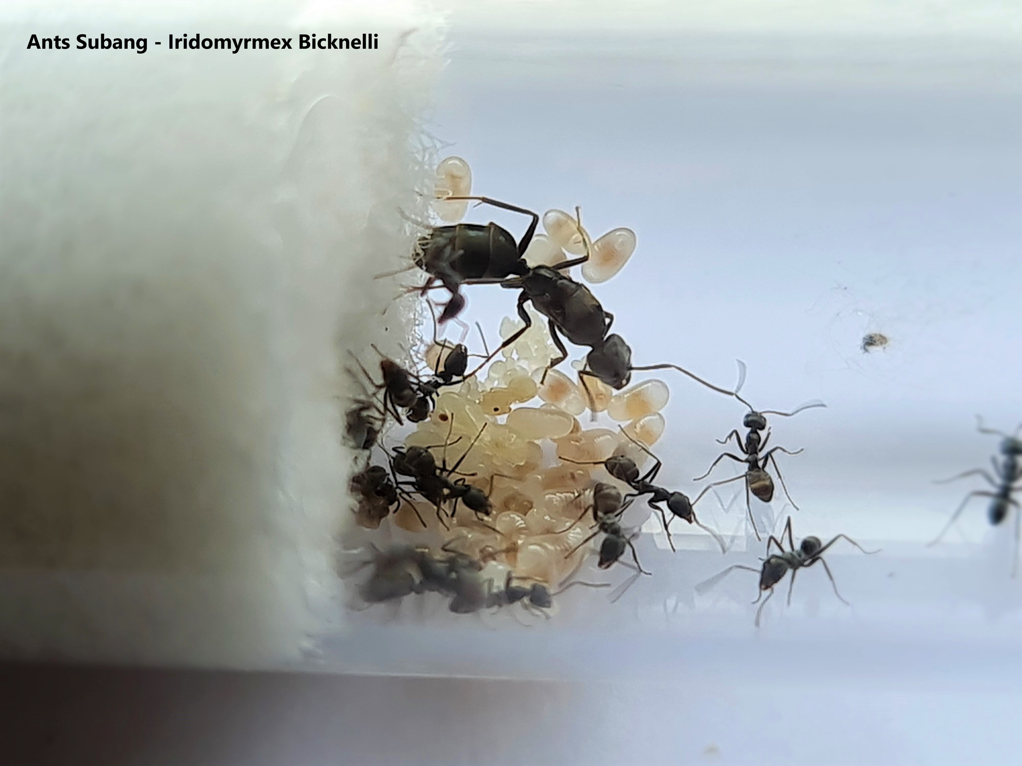 Iridomyrmex Anceps Ant Pet Test Tube Ants Nest Hobby | Lazada