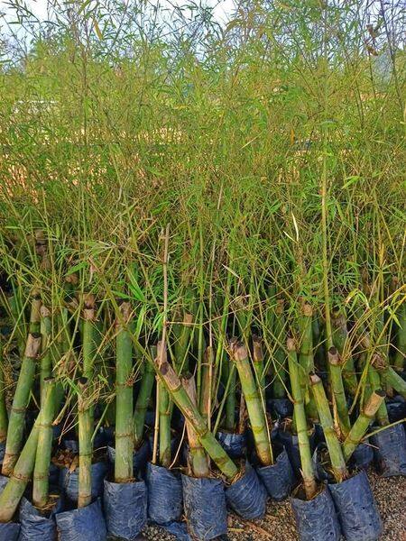 anak pokok buluh madu | Lazada