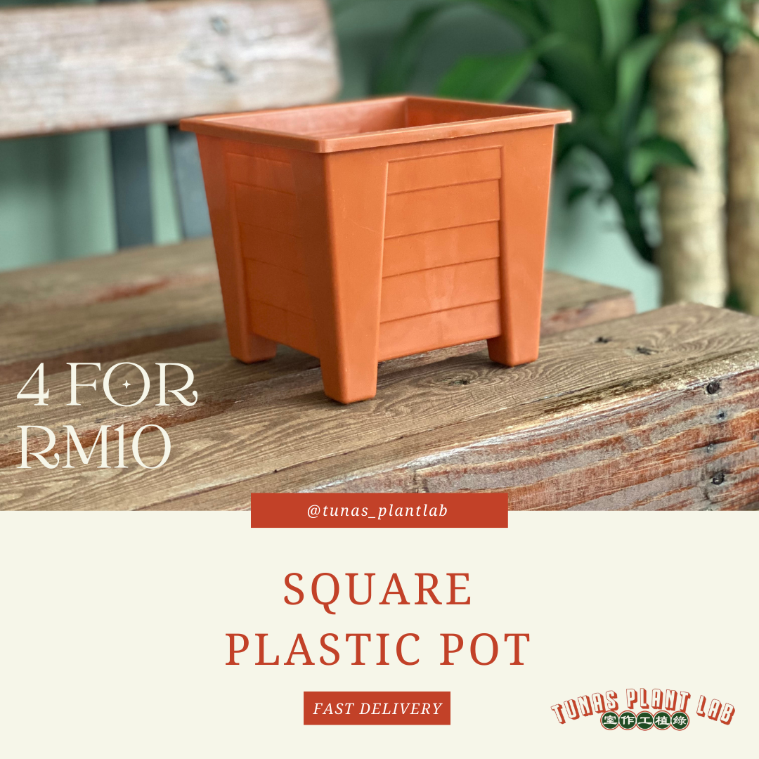 TPL - Tunas Plant Lab - Square Plastic Pot Brown | Lazada