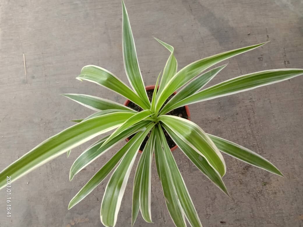 MDC- Spider Plant INDOOR plant / Pokok Spider Plant / Pokok Labah-labah ...