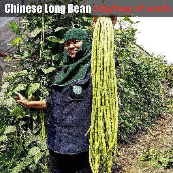 10g/bag Chinese Long Bean Vigna Unguiculata Long Podded Cowpea Snake ...