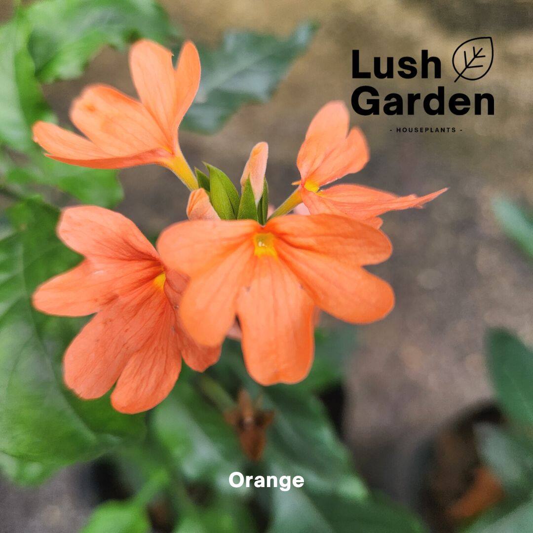 Crossandra Infundibuliformis / Firecracker Flower 雀尾花 / 鸟尾花 Outdoor ...