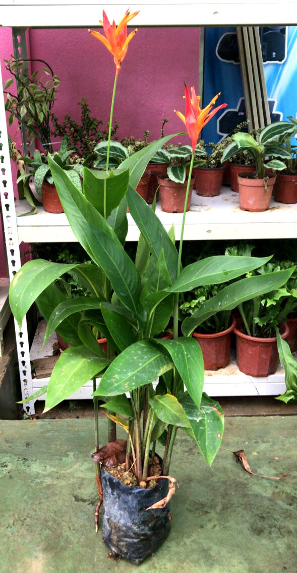 READY STOCK – HELICONIA RUBRA LIVE PLANT | Lazada