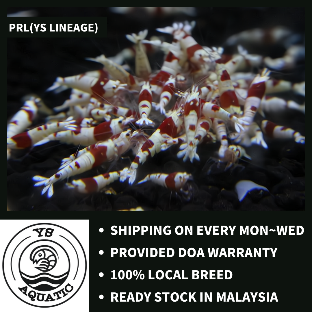 PRL(YS LINEAGE) Basic Grade Shrimp Caridina 1.2-1.5cm | Lazada