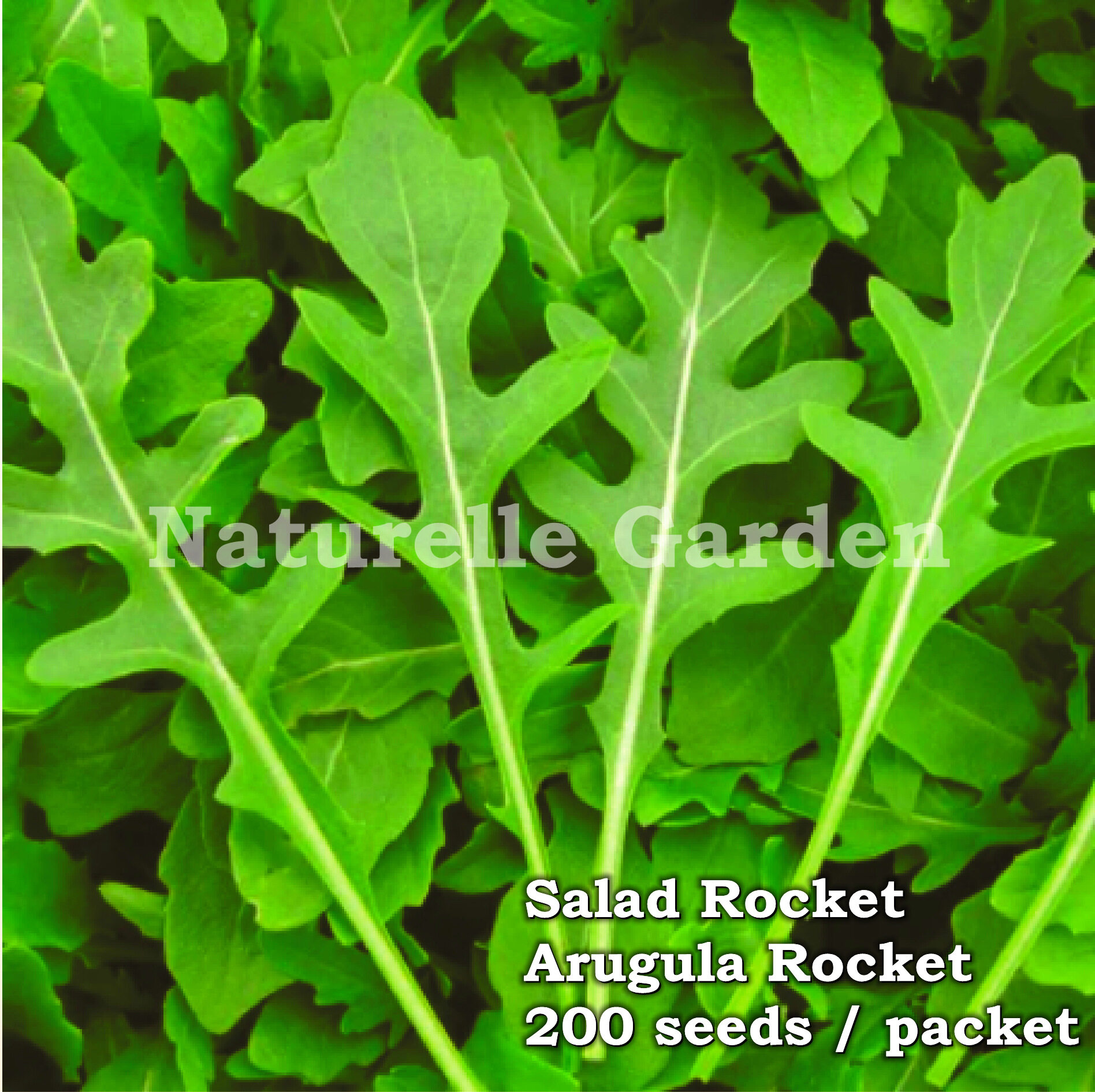 Benih Sayur Salad Rocket Arugula Seed Benih Sayur Vegetable Seed 200 ...