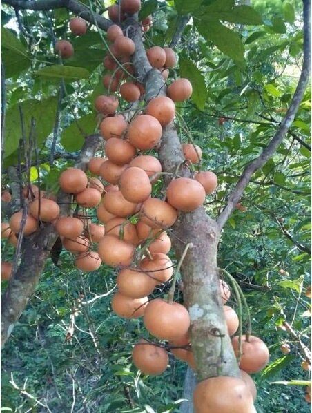 Rare Plant Pokok Saka TAMPOI Baccaurea macrocarpa nama kelate Ngekei ...