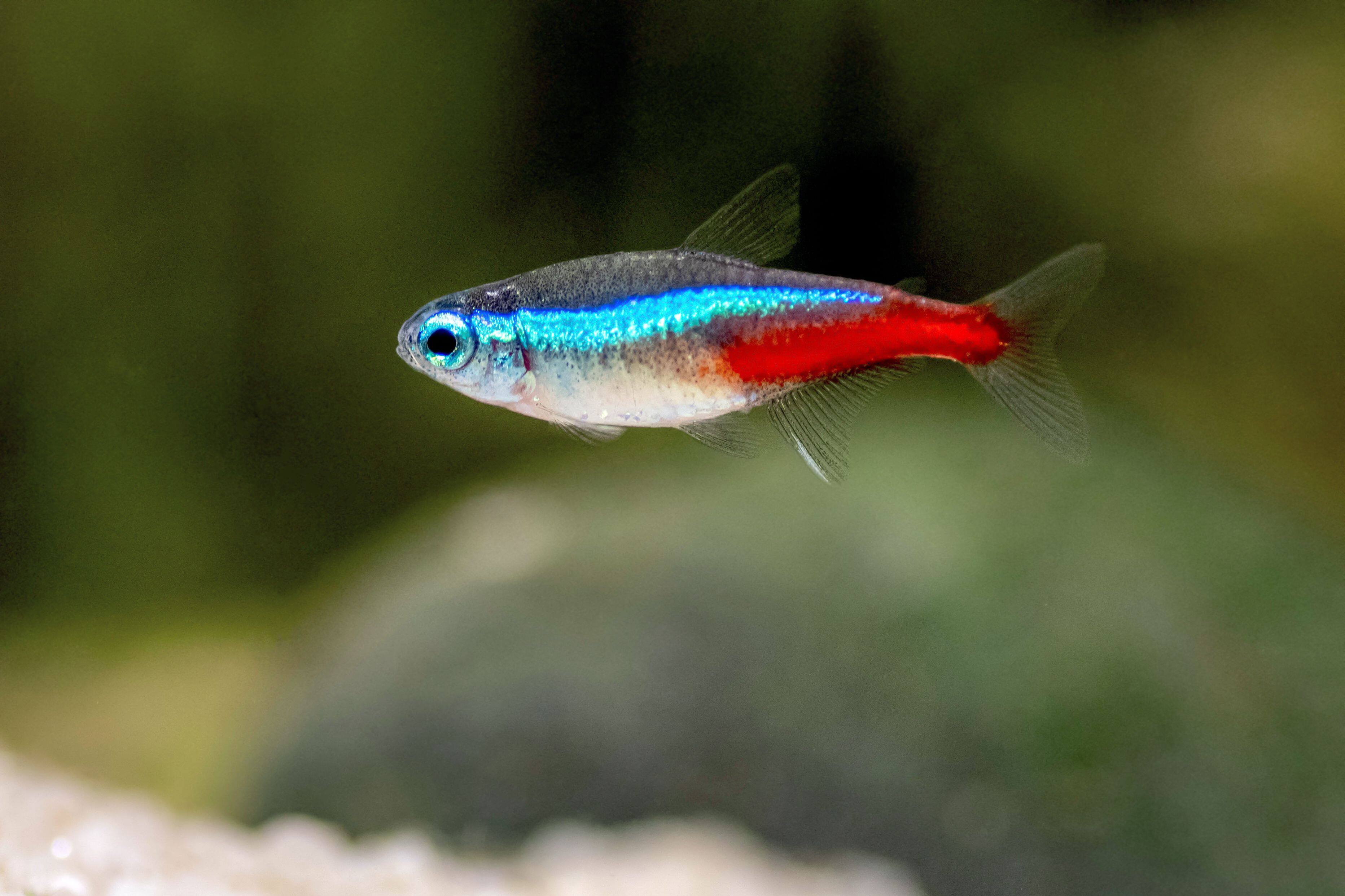 Congo Tetra Collection - Congo Tetra, Albino Congo, Yellow Congo ...