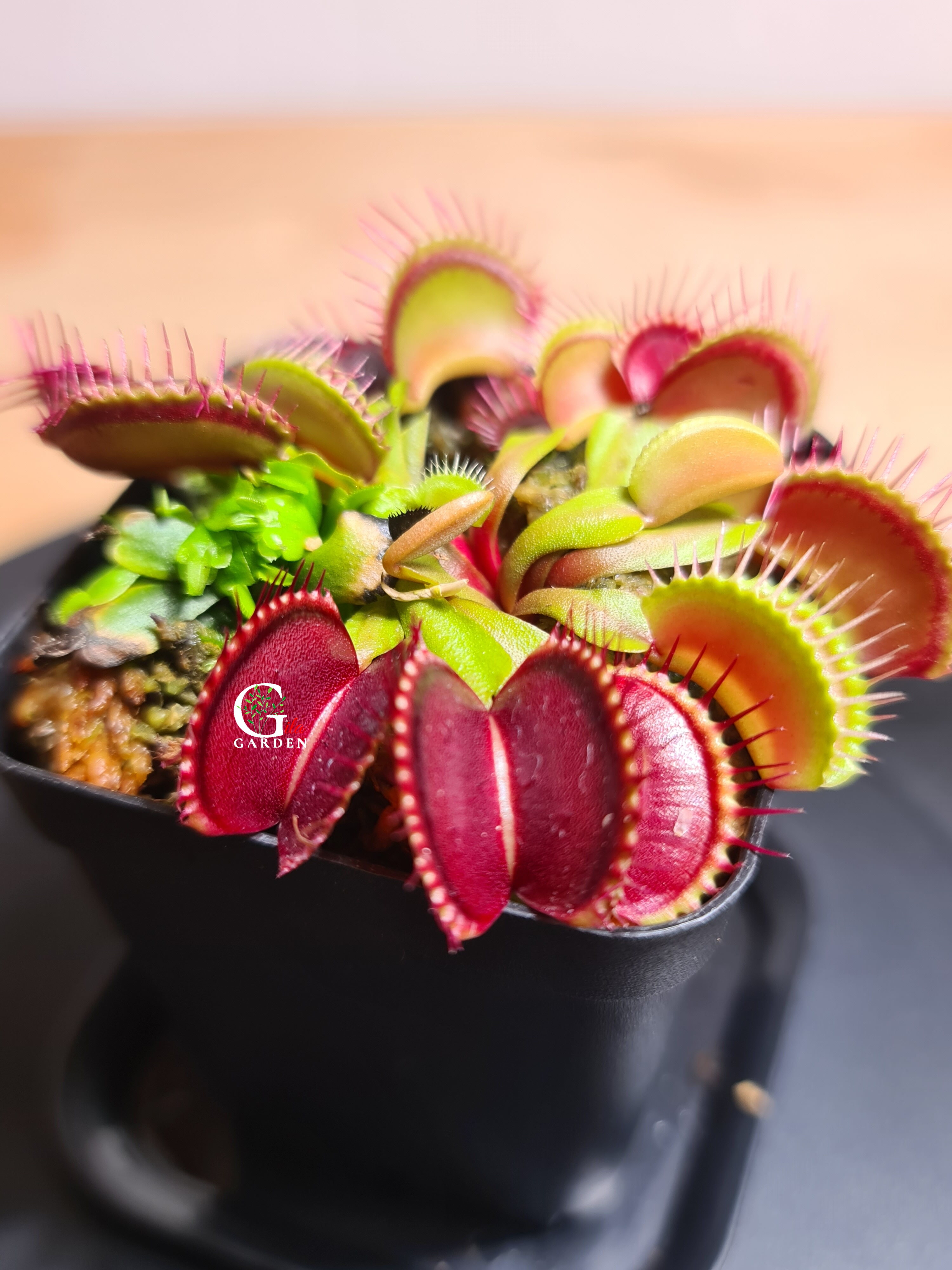 Venus Flytrap G16 [Dionaea Muscipula, Venus Flytrap][Carnivorous Plants ...
