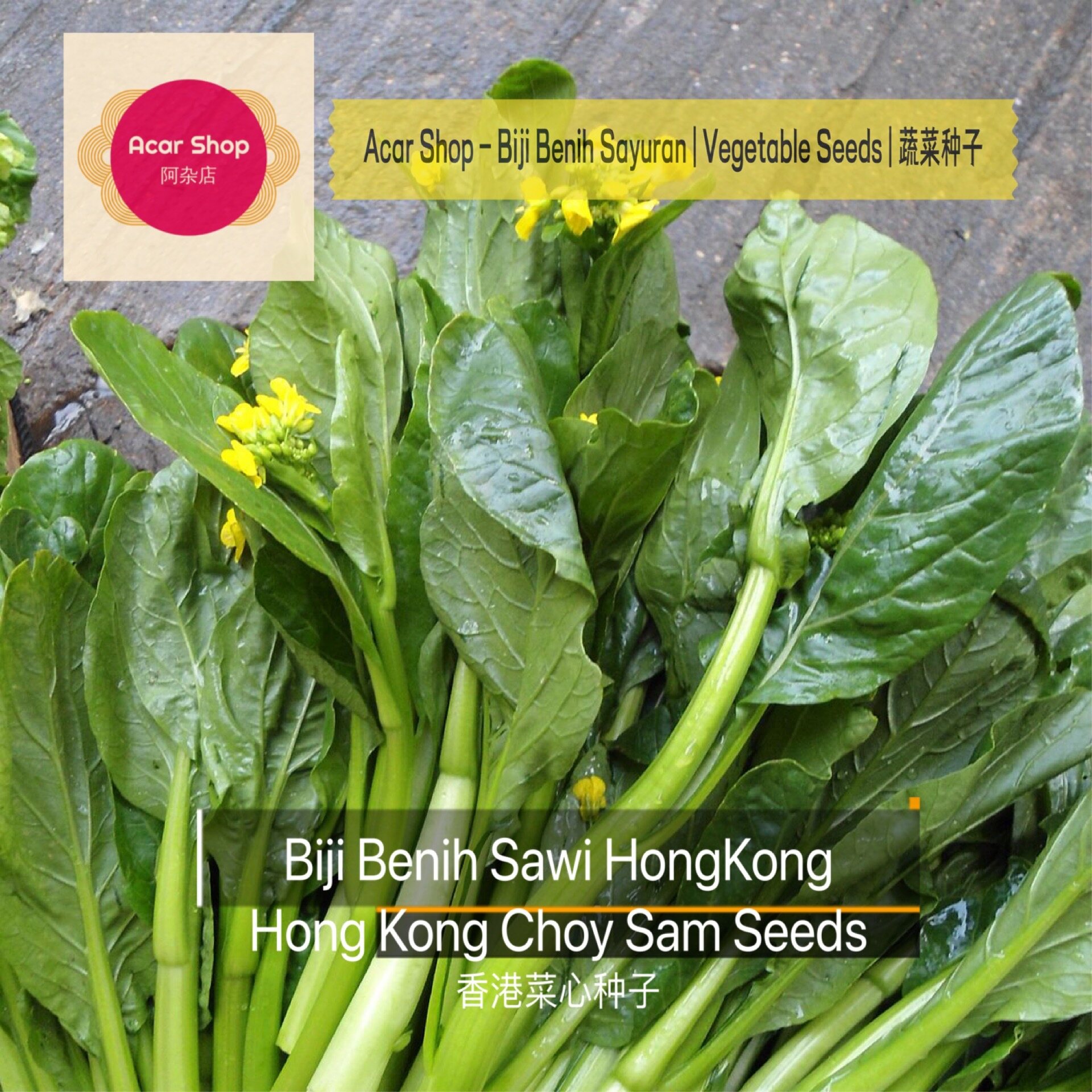 Hong Kong Choy Sam Seeds |Biji Benih Sayur Sawi Hong Kong | CaiXin ...