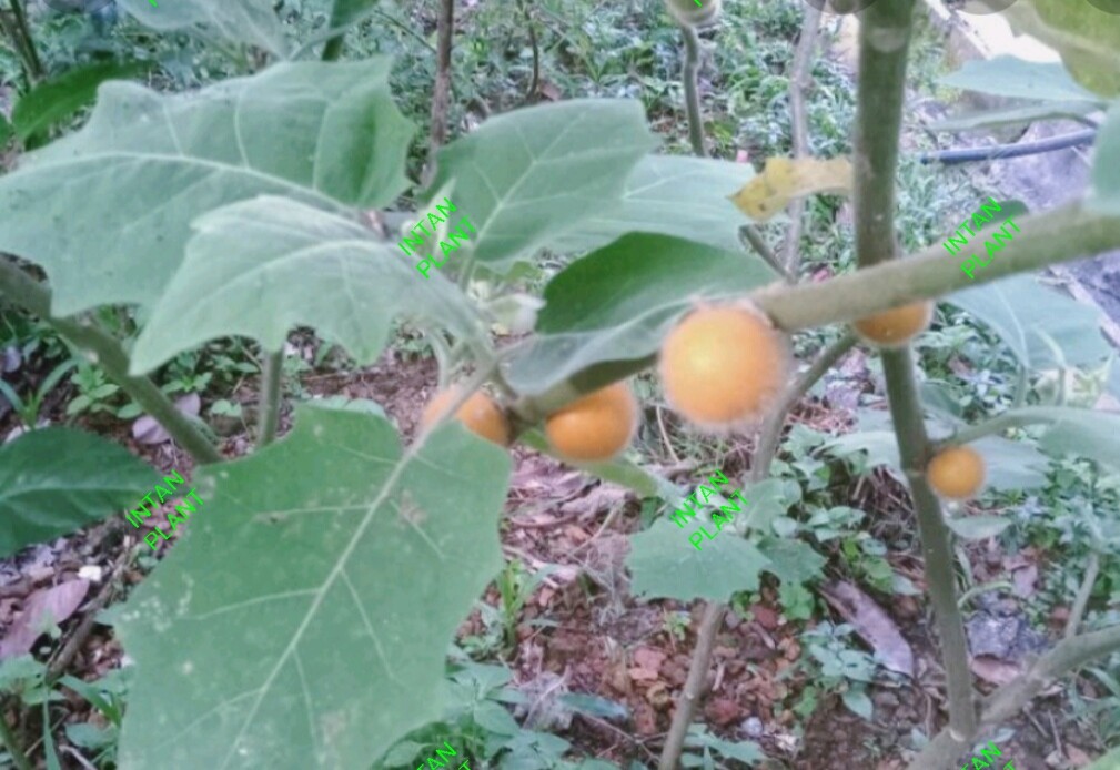 ANAK POKOK TERUNG ASAM / TERUNG BULU / DAYAK / SOLANUM / SOLANUM FEROX ...