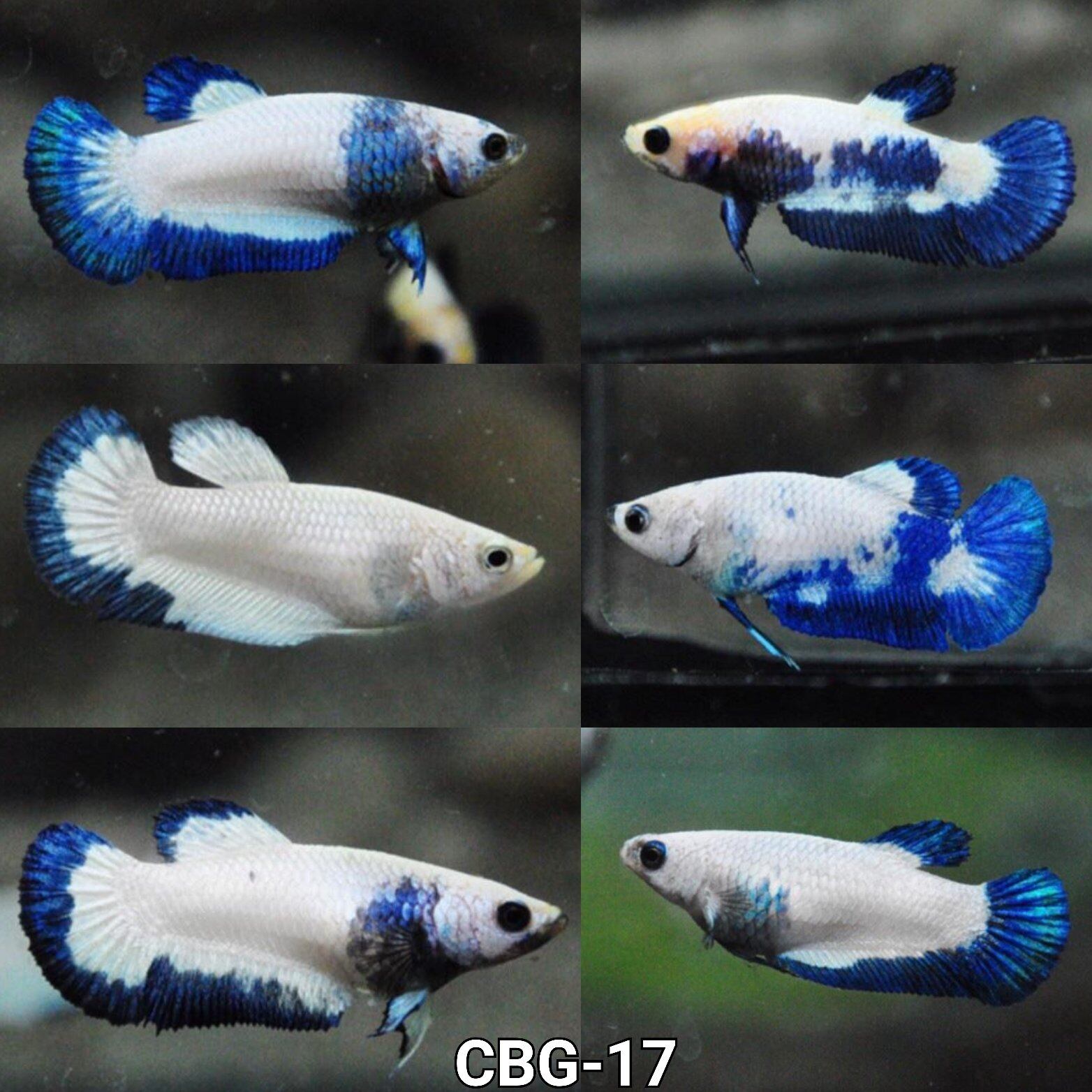 OFFER!! Blue Rim Marble Ikan Laga Betta OFFER MALE and Female | Lazada