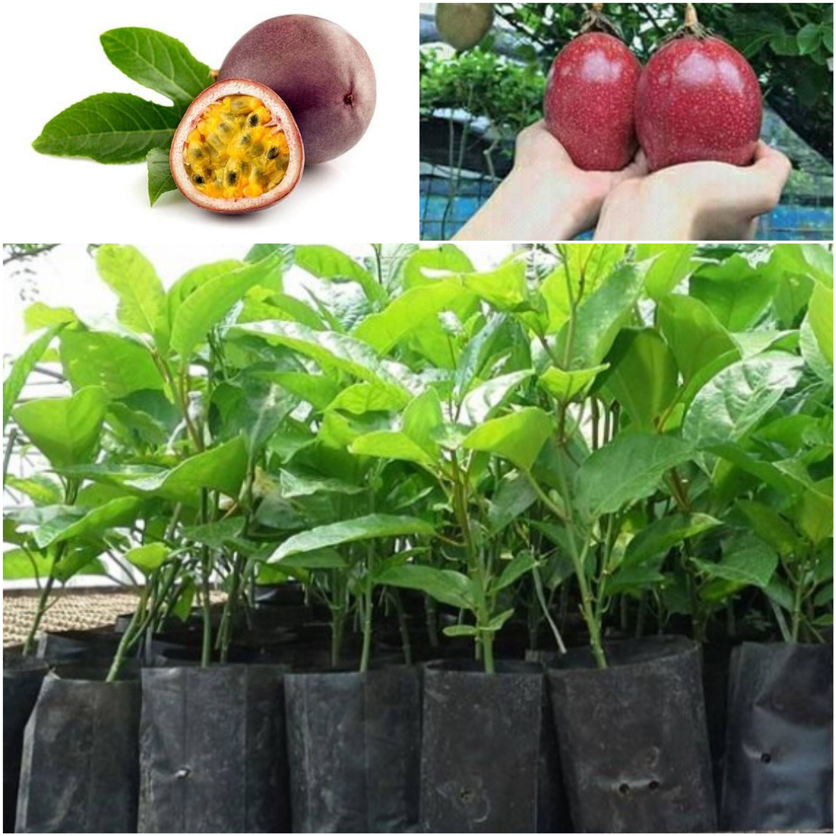 Passion Fruit sapling / Anak Pokok Markisa (Live Plant) ( GOLDEN YELLOW /RED) | Lazada