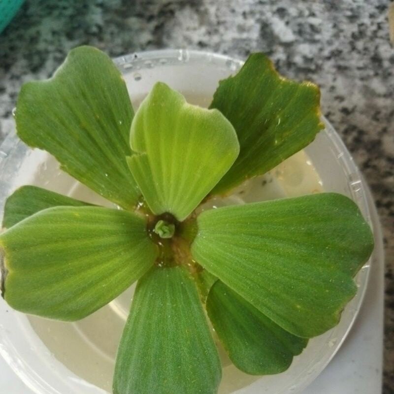 Pokok Kiambang (4pcs) | Lazada