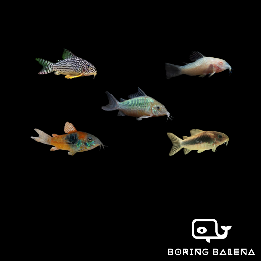 BRBN Corydoras - Mixed Corydoras Assortment - Cory Catfish - Ikan ...