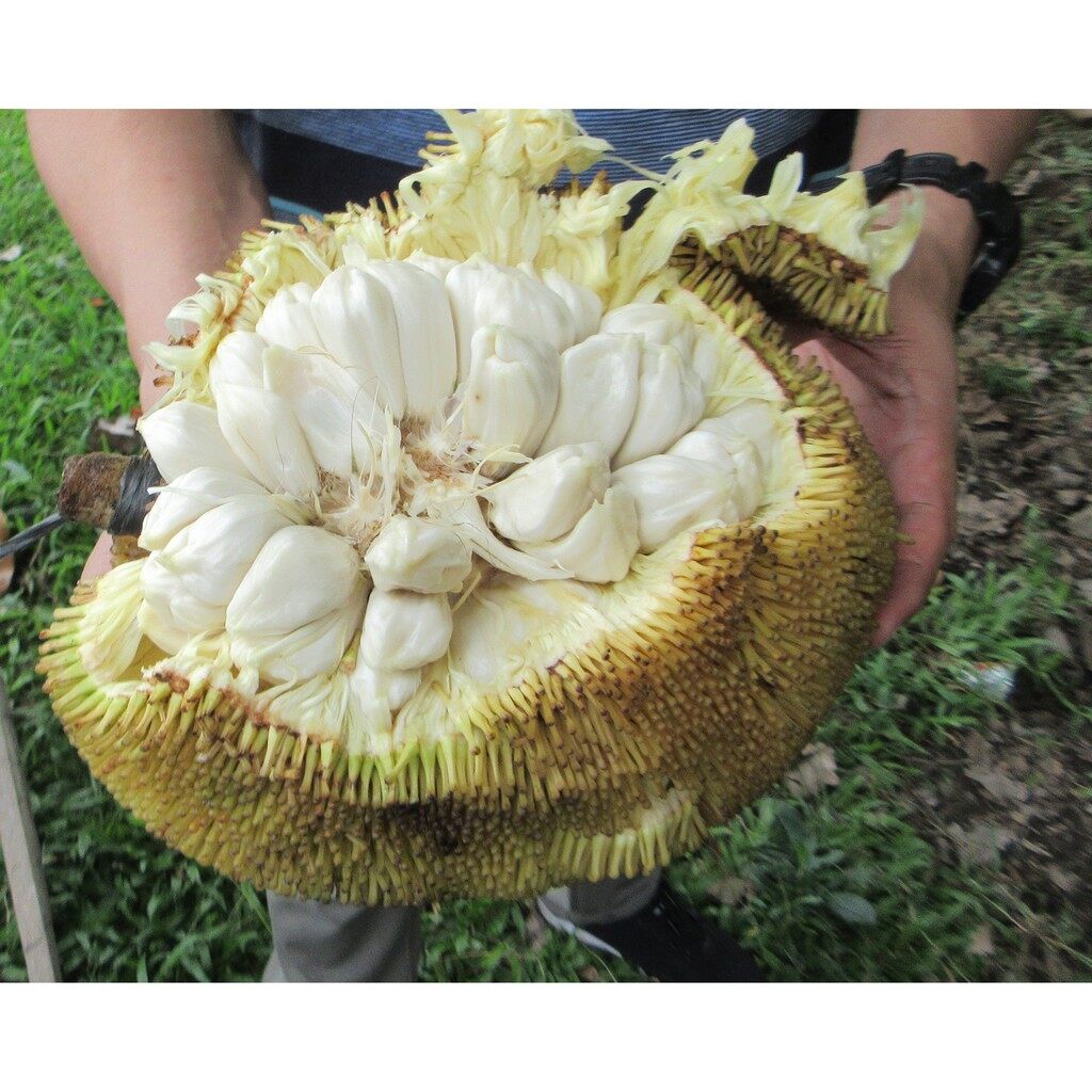 Marang Fruit Tree