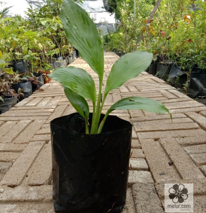 MDC- Elettariopsis Curtisii Sapling / Anak Pokok Pepijat | Lazada