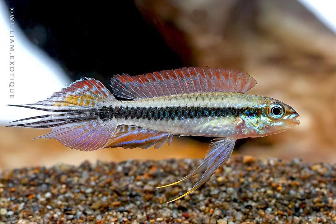 (Pair) Taeniacara candidi | Apistogramma | Dwarf Cichlid | apisto | Lazada