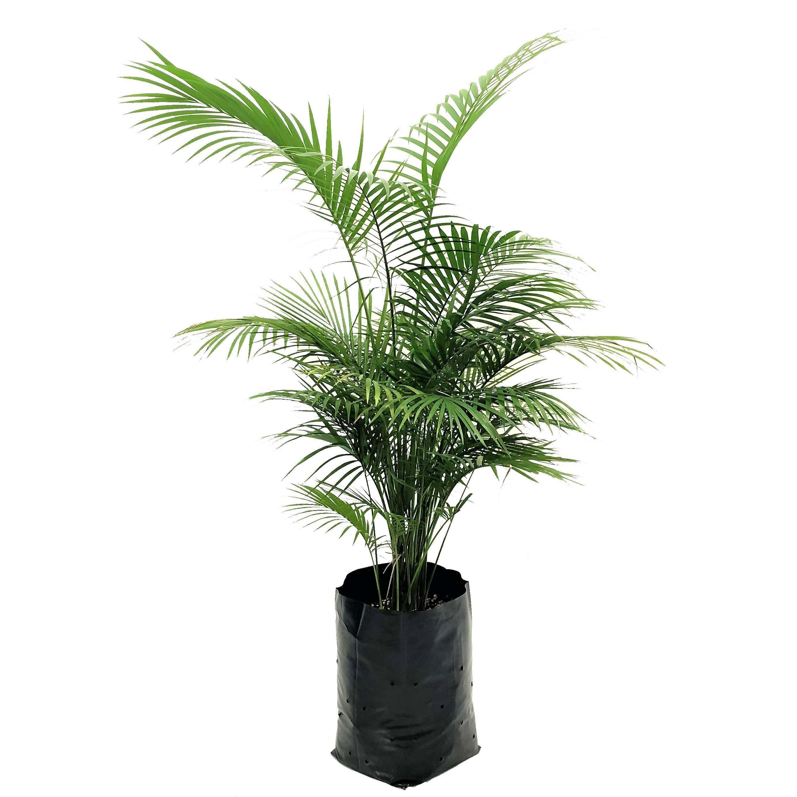 REAL LIVE PLANT JAVA PALM WITH POLYBAG GARDENING INDOOR PLANT POKOK ...