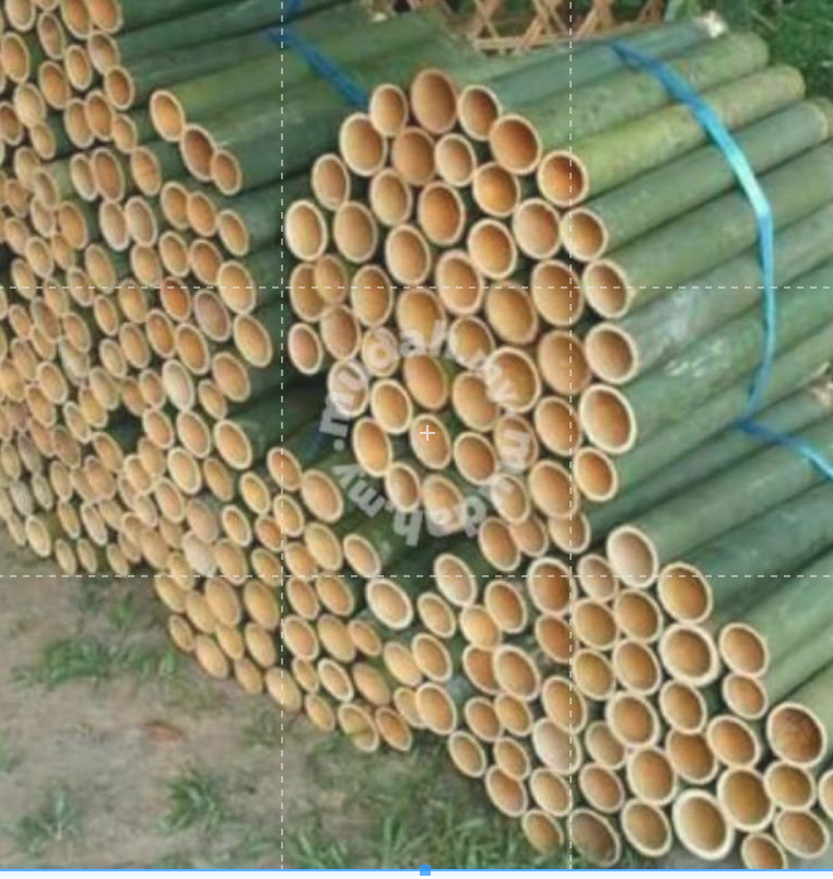 buluh lemang fresh dari kebun | Lazada