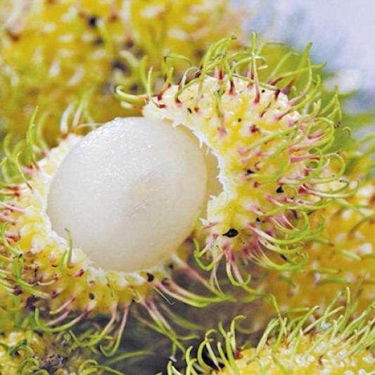 [MUST BUY] Pokok RAMBUTAN GADING (Kuning) เงาะ/ Live Plant Yellow | Lazada