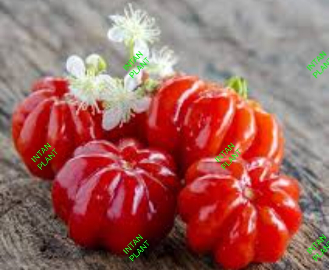 Anak Pokok Cherry Surinam Eugenia uniflora Linn Live Plant / Ceri ...