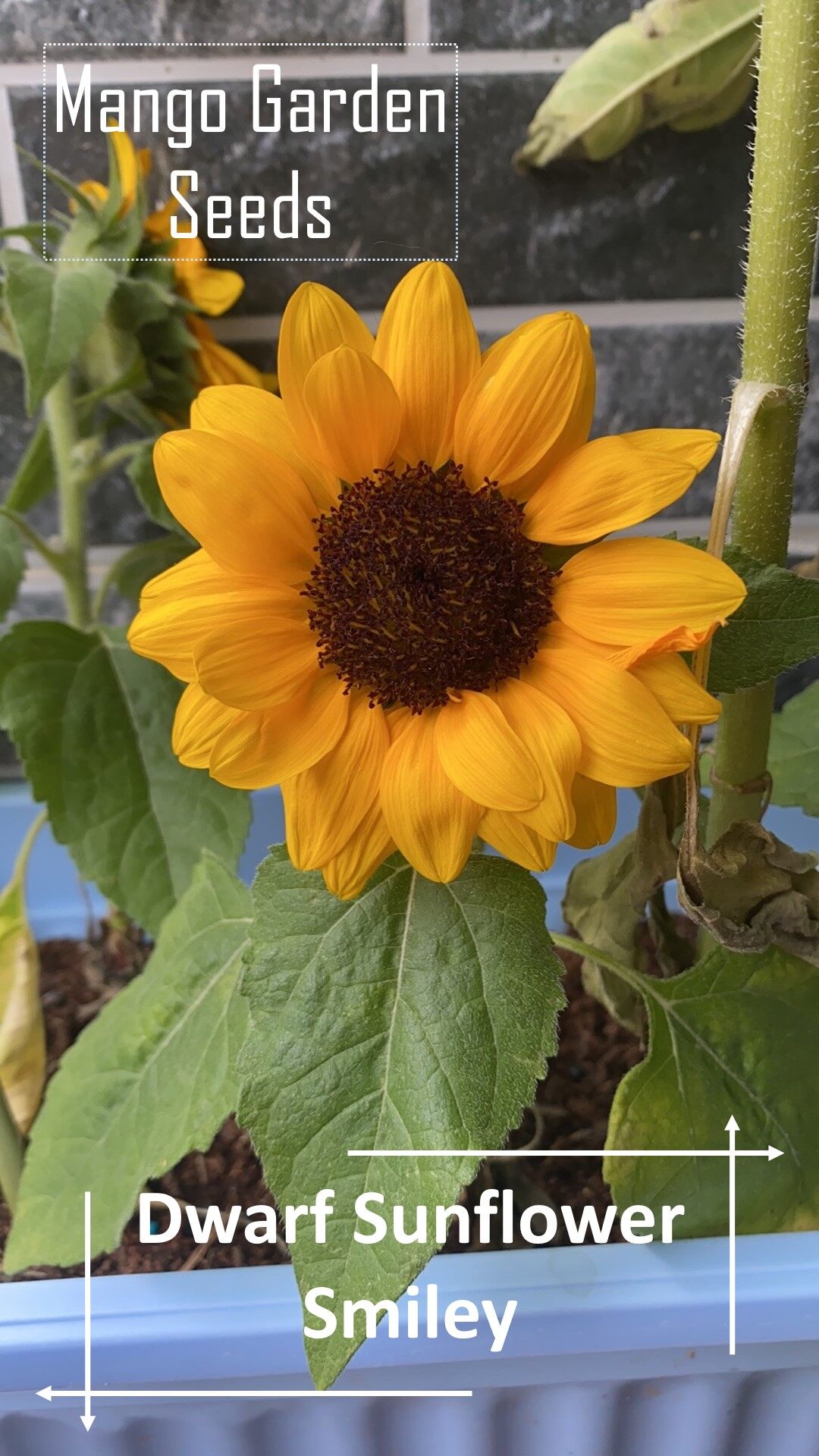 Smiley Mini Sunflower Seeds - 10 Seed *Pot Friendly* Tanam Pasu, Renek ...