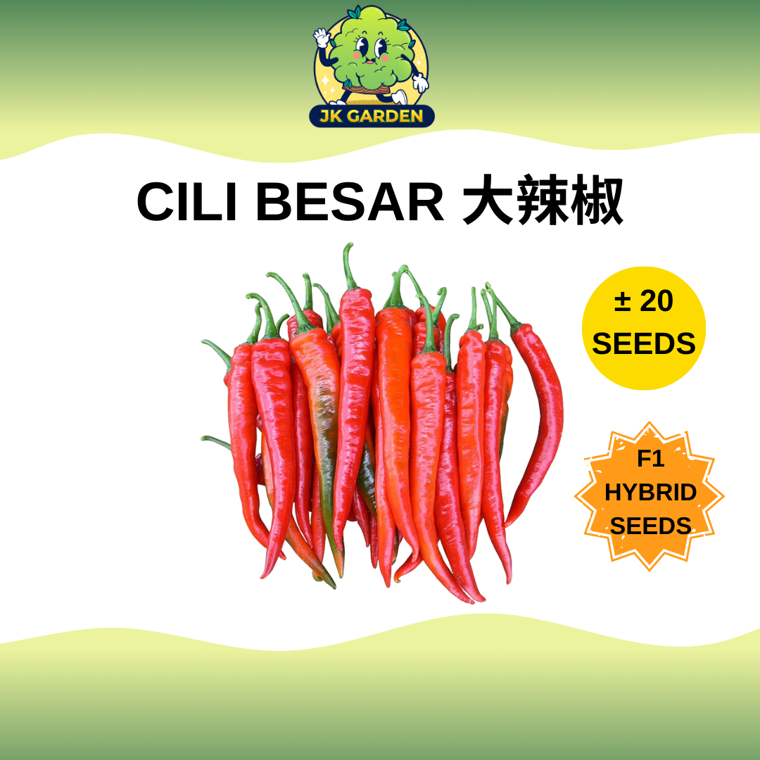 【Repack F1 Hybrid biji benih】Cili Besar / F1家庭园艺辣椒种子 | Lazada