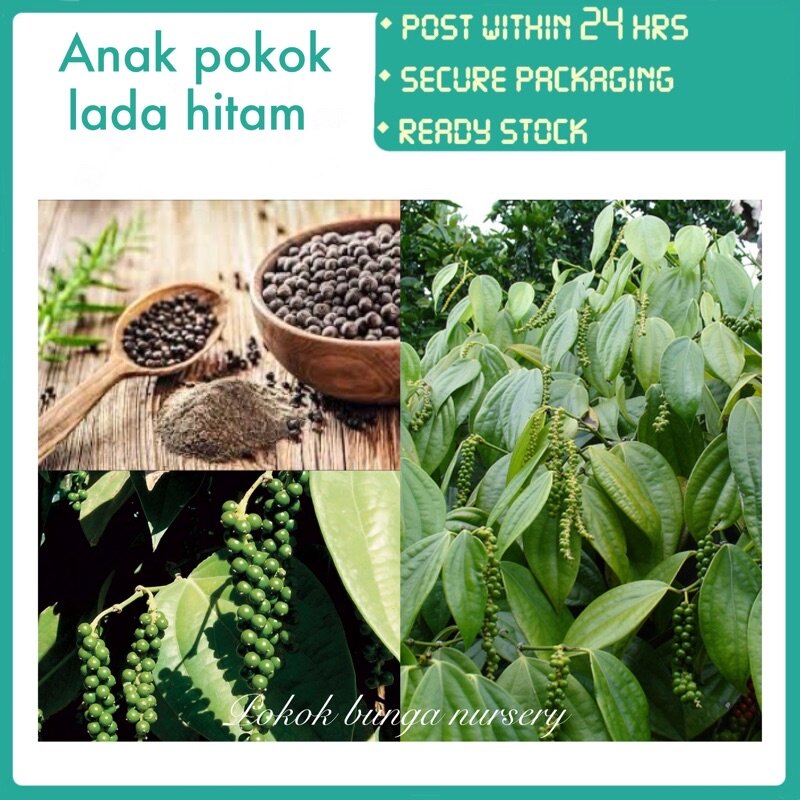 PBN - anak pokok lada hitam - pokok bunga nursery piper nigrum black ...