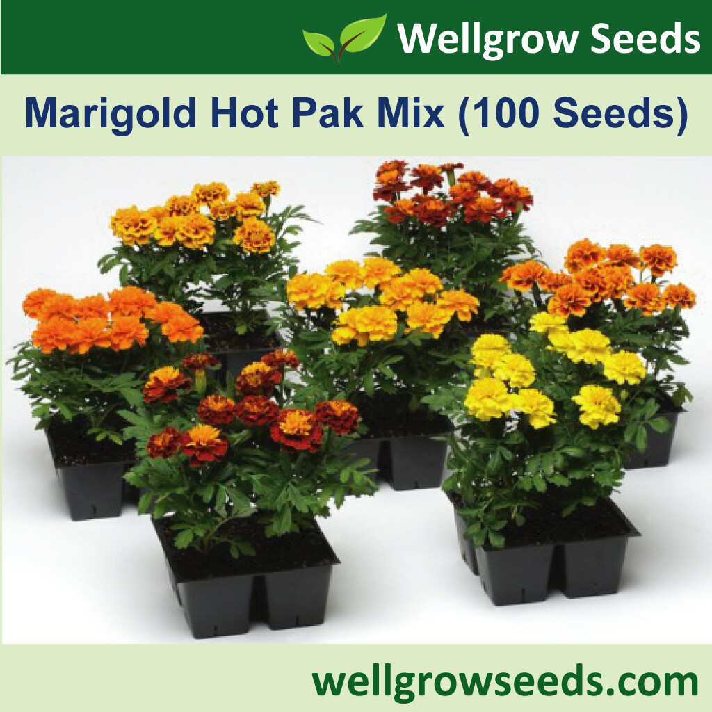 Marigold Hot Pak Mix Detailed (100 sds) Flower Seeds Wellgrow Seeds ...