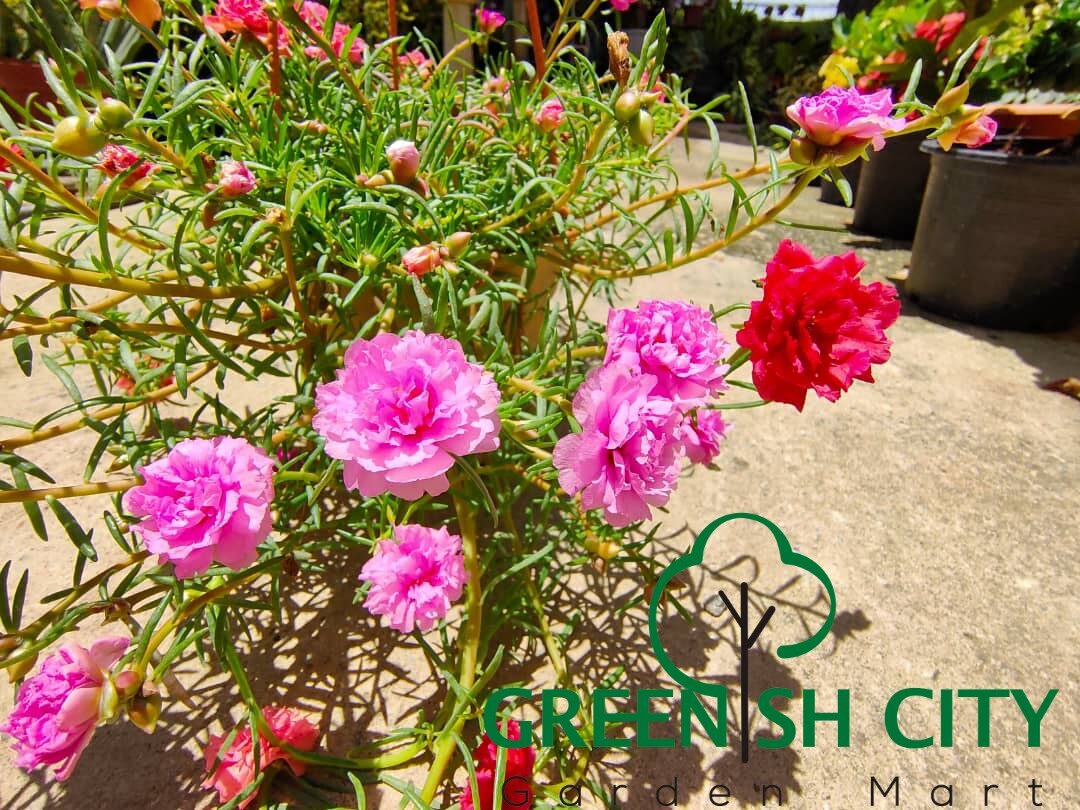 GardenMart4U Live Plant Japanese Rose Plant Pokok Portulaca Grandiflora ...