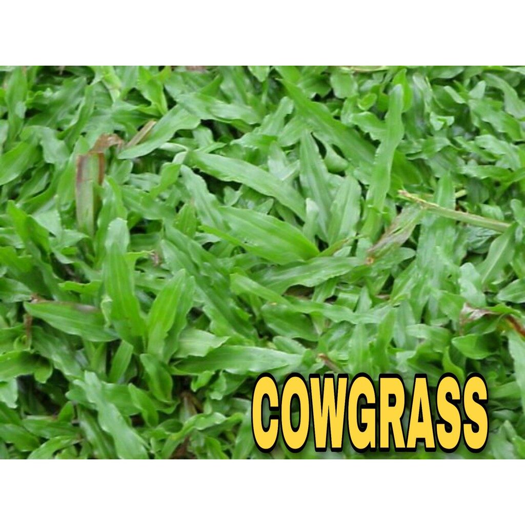 Pembekal Rumput Murah NO1 MALAYSIA Rumput Karpet Hidup/Rumput Hidup ...