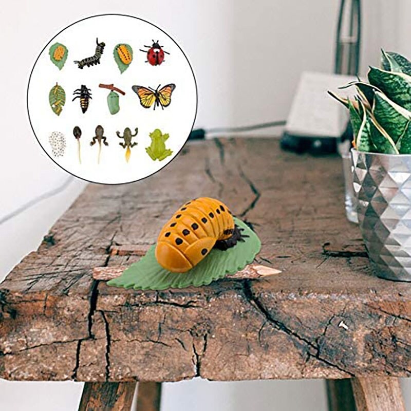 3 Sets Plastic Life Cycle Toys Ladybug Growing Kit Frog Life Cycle ...