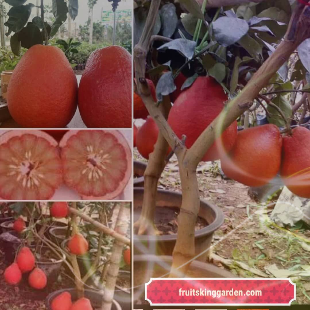 Anak Pokok Limau Vietnam Merah 100% Hybrid [WEST MALAYSIA ONLY] | Lazada