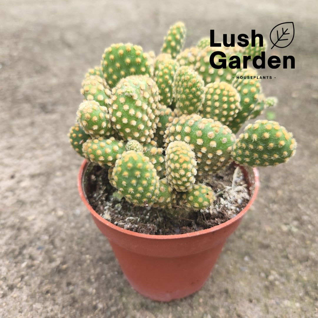 Cactus Opuntia Microdasys / Bunny Ears / Angel's Wings / Polka-dot ...