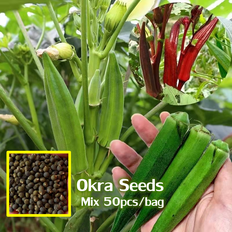 100% Authentic Red Green Okra Seeds for Planting (50 Seeds/Pack) Benih ...