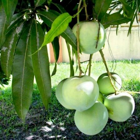 ANAK POKOK MANGGA EPAL / APPLE MANGO TREE / MANGIFERA INDICA TREE | Lazada