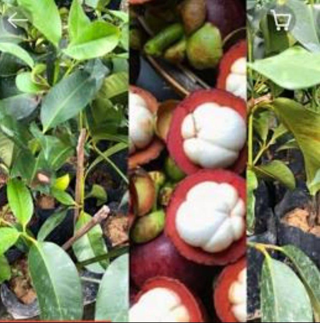 Manggis Mesta Hybrid (anak pokok) | Lazada