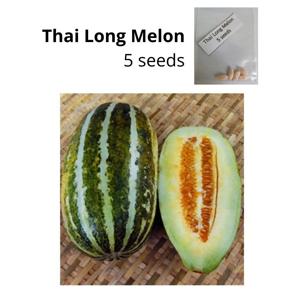 50 Seeds (buy 2 get 1 free) Melon Thai Long Yellow Rare for Sale Easy ...