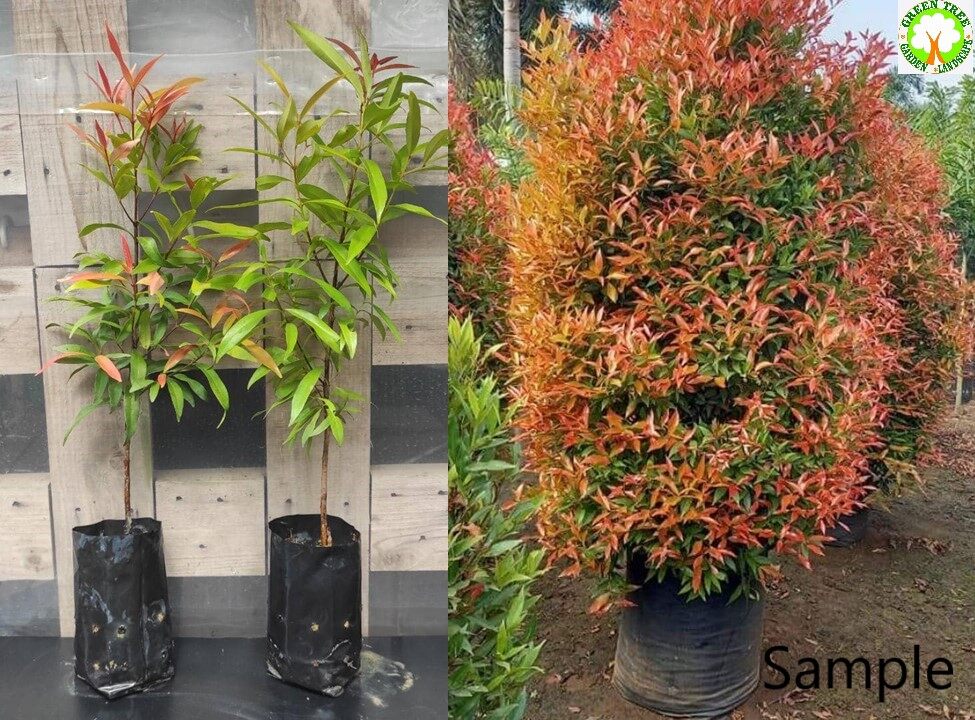 Bonsai - Anak pokok Eugenia / Kelat Paya / Syzygium Campanulatu 长红木 for ...