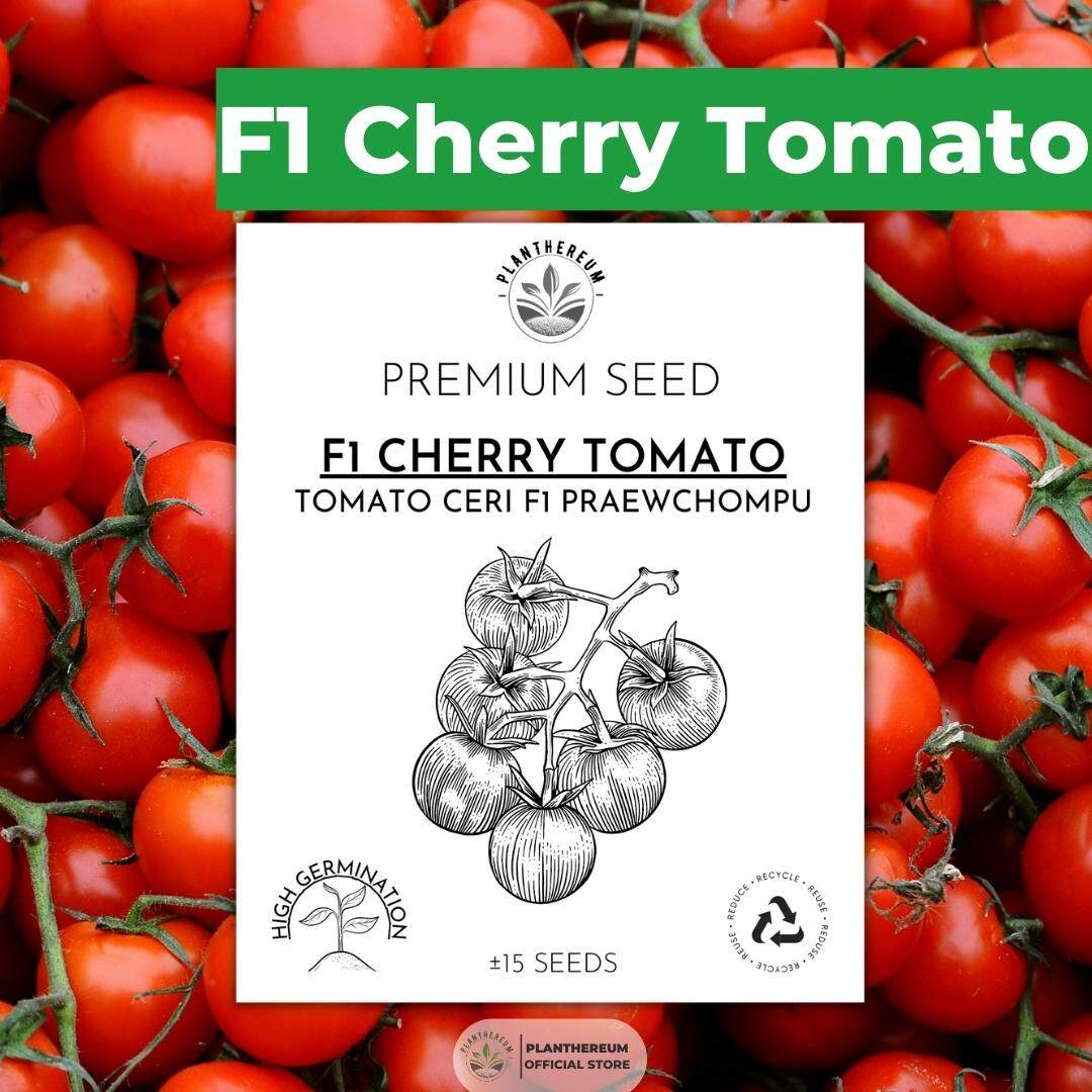🍅 𝐏𝐥𝐚𝐧𝐭𝐡𝐞𝐫𝐞𝐮𝐦 Premium F1 Cherry Tomato Seeds 100% Organic | Benih ...